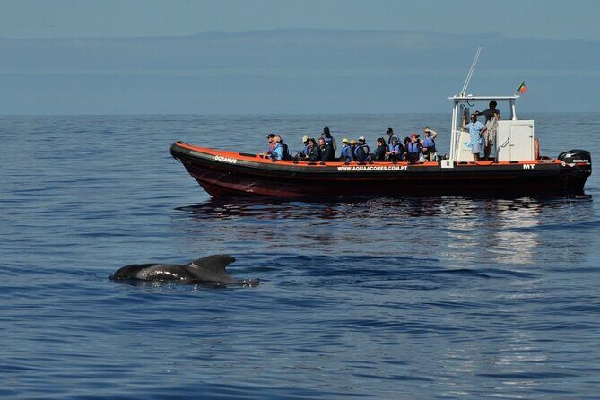 Whale and Dolphin Watching in Pico Island - Half Day - The Sum Up