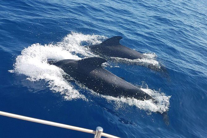 Whale and Dolphin Watching Sailing Boat with Drinks, Snacks and Swimming Time - The Real Value of This Tour