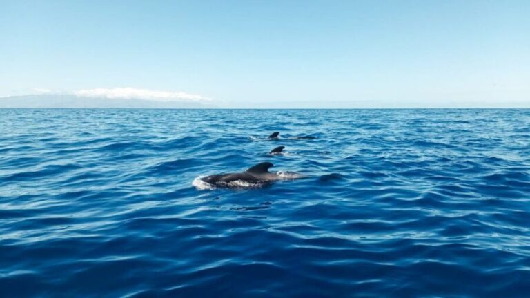 Whale and Dolphin Watching Sailing Tour Los Gigantes (3H) - Key Points