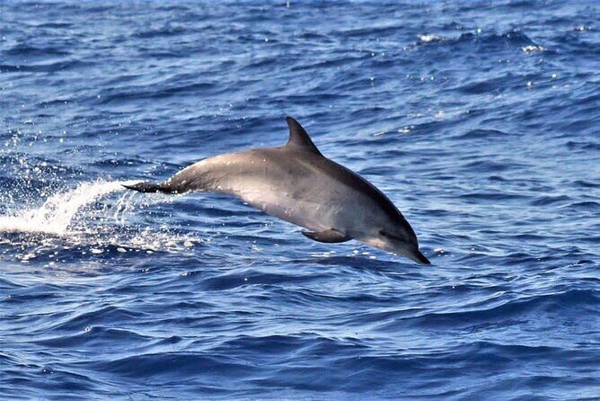 Whale & Dolphin Watching in Madeira - What Travelers Love About This Tour