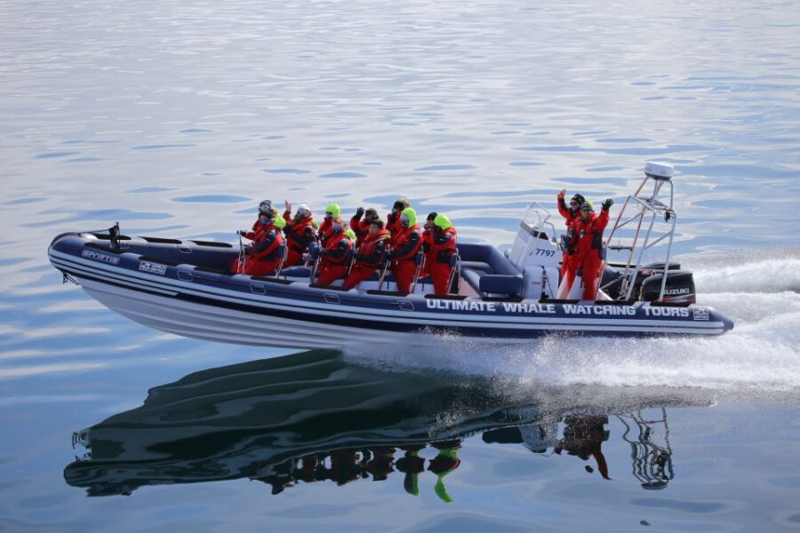 Whale Watching in Reykjavik by Speedboat - Why This Tour Delivers Real Value