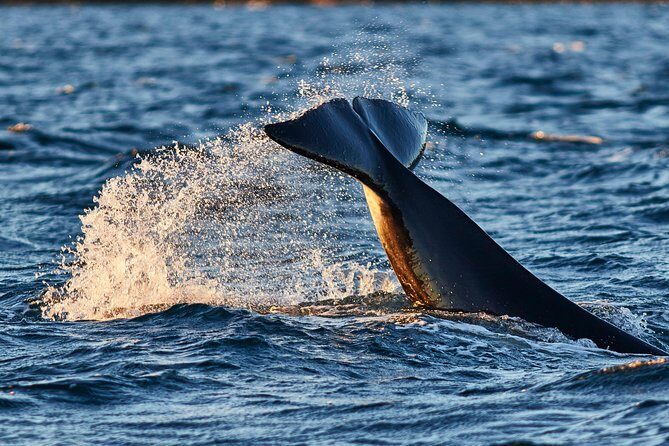 Whale Watching RIB Boat Tour in Skjervoy from Tromso - What We Think About the Experience