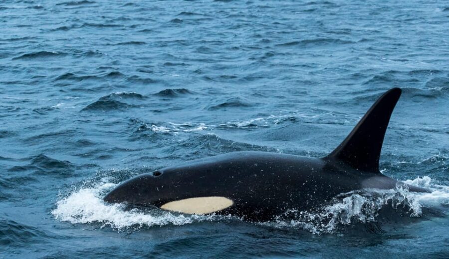 Whale Watching RIB Safari at Skjervøy - The Core Experience: The RIB Safari