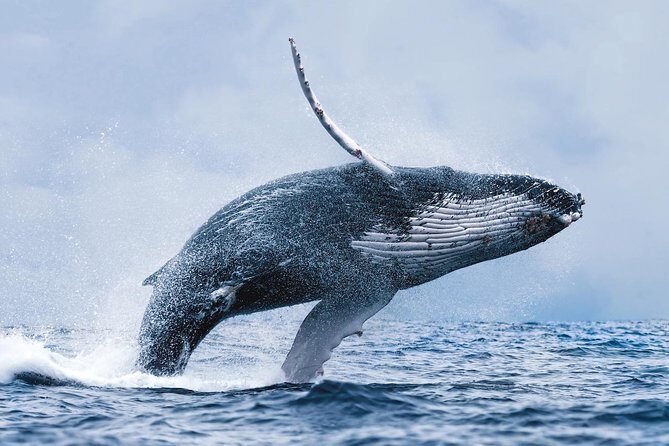 Whale Watching Tour with Professional Guide from Reykjavik - Frequently Asked Questions