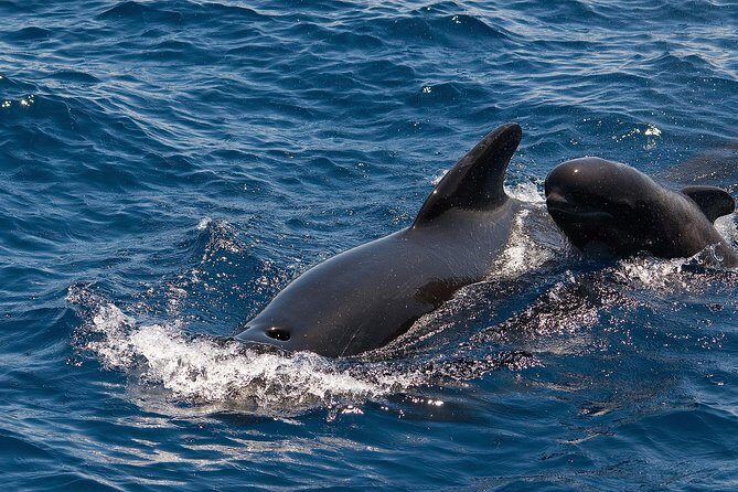 Whales & Dolphins watching in exclusive sailboat - Who Is This Tour Perfect For?