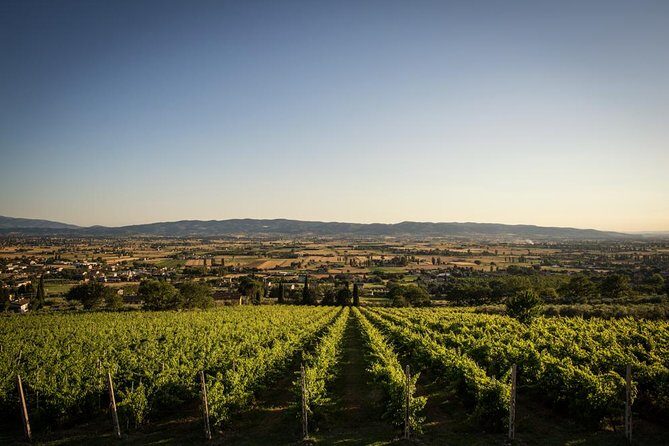 Wine and Cheeses - Why the Price Offers Good Value