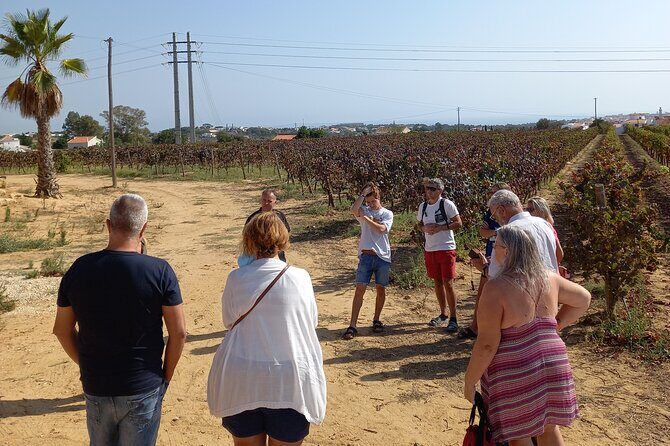 Wine Lovers: Winery Tour w/ Tasting & Tapas (Albufeira/Vilamoura) - The Itinerary Breakdown – What’s in Store
