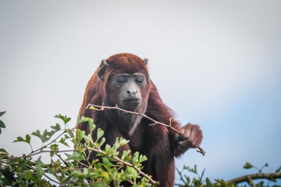 Yorkshire Wildlife Park: Entry Ticket - What You’ll Encounter on the Day