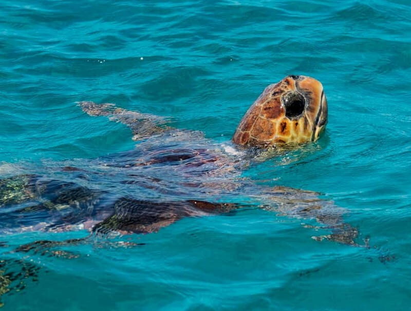 Zakynthos: Turtle Island, Cameo and Keri Caves + Transport - The Itinerary Breakdown