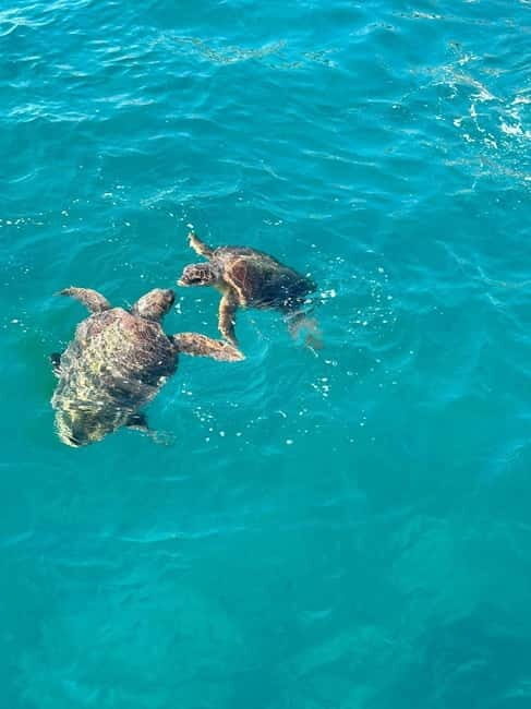 Zakynthos: Turtle Spotting Cruise with Glass-Bottom Boat - The Sum Up: Worthwhile, Scenic, and Family-Friendly