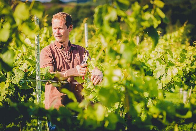 1.5-Hour Swanaford Vineyard Tour And Tasting Experience - The Tours Practicalities: What You Need to Know