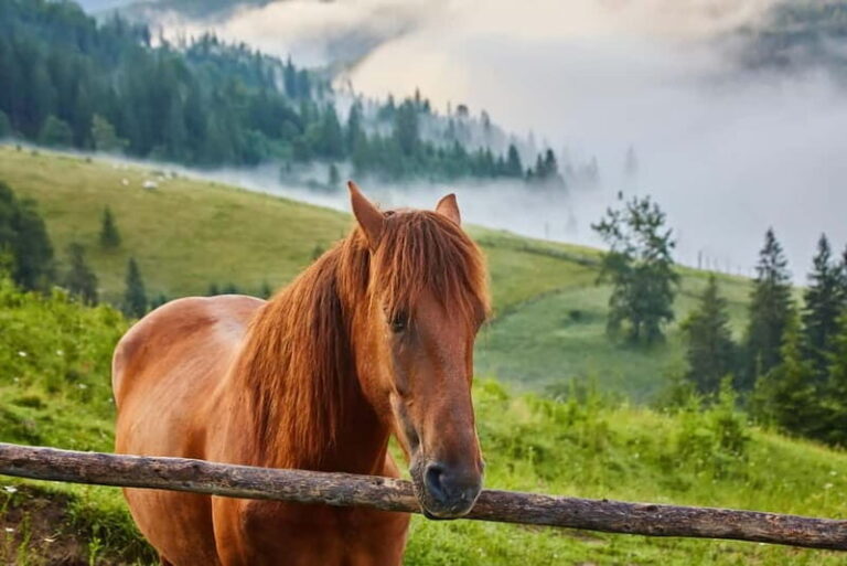 1 Day Horse Riding Adventure in Borjomi Mountains - Detailed Breakdown of the Itinerary