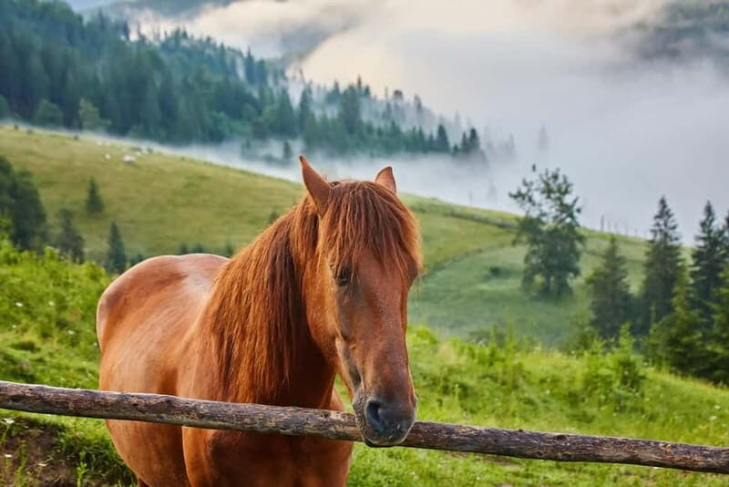 1 Day Horse Riding Adventure in Borjomi Mountains - Detailed Breakdown of the Itinerary