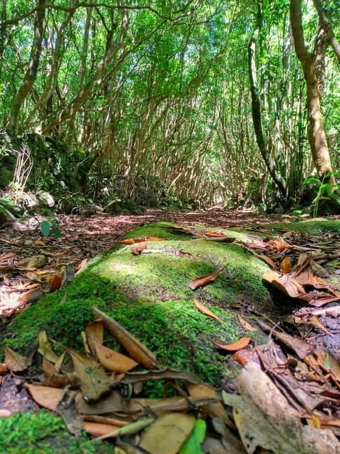 1-day jeep tour on Pico Island - Azores - A Deep Dive into the Itinerary