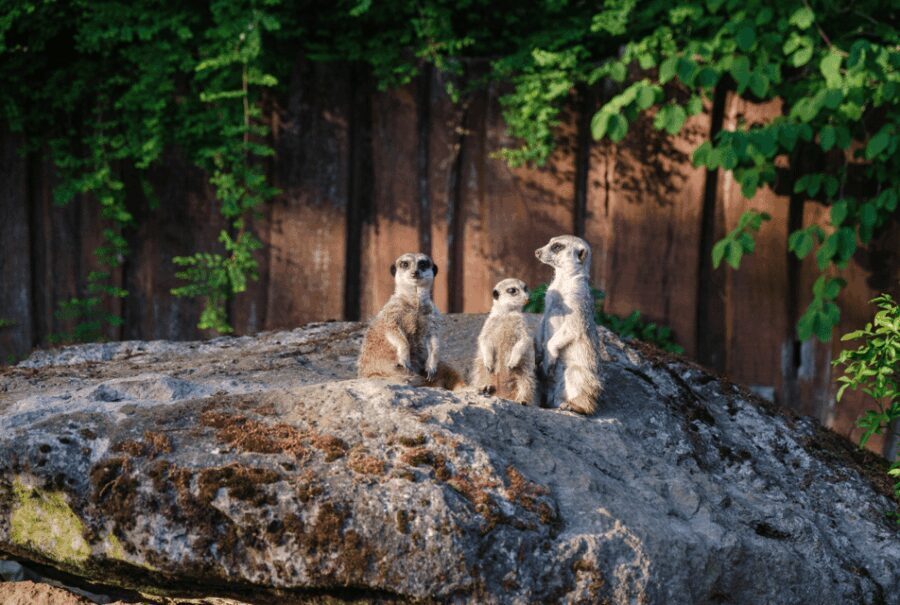 1-day ticket for Schwerin Zoo - Ticketing and Entry Experience