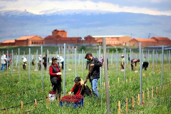 1-Day tour to Aragatsotn Wine region and Wine Route. - Why This Tour Works