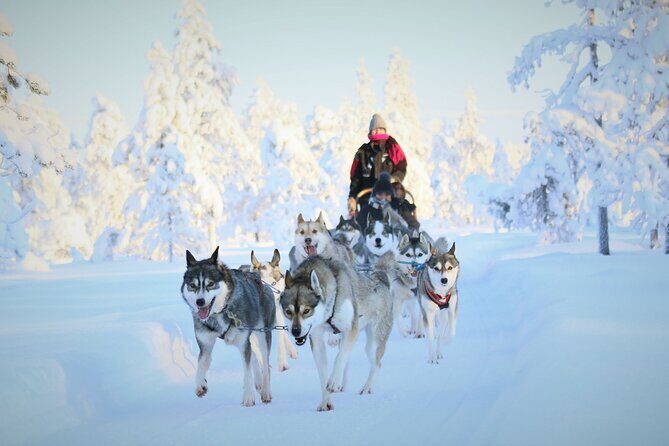 10 km Authentic Husky Safari in the Taiga Forest  Family Kennel - What’s Included and What’s Not