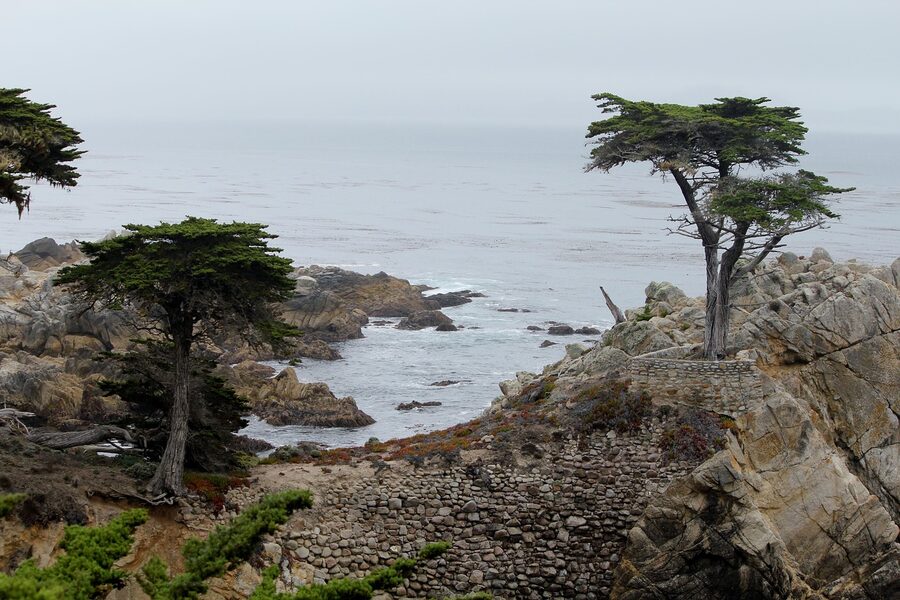 Cypress tree along the 17-Mile Drive in California