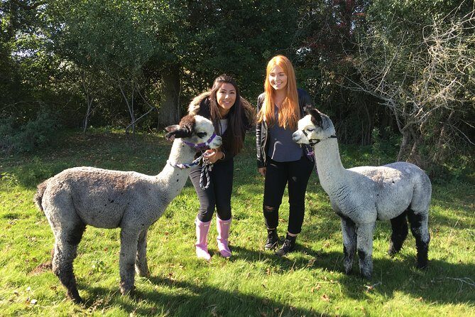 2-Hour Alpaca Farm Experience in Kenilworth - What Travelers Love About This Tour
