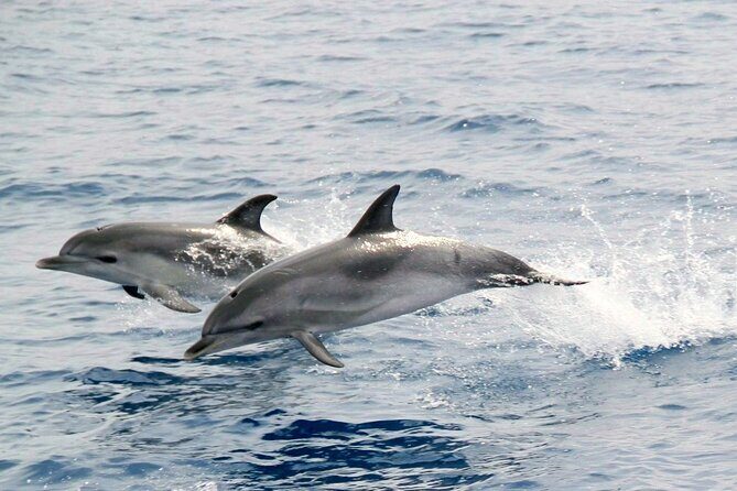 2-Hour Dolphin Watching Experience in Fuerteventura - Who Should Consider This Tour?