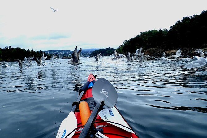 2- hour kayak trip on the Oslo Fjord - Final Thoughts