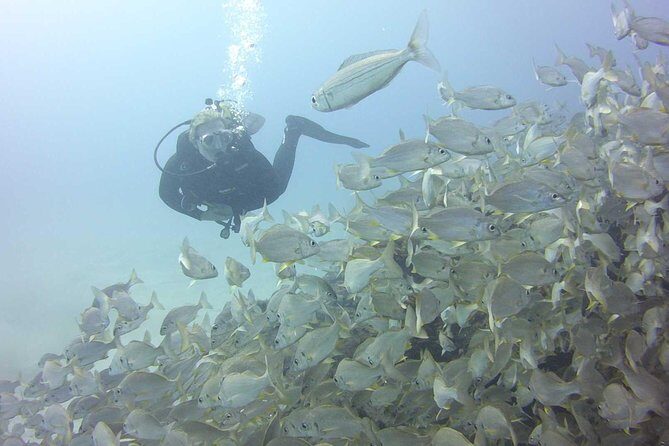 2x diving package, on request including refreshment - The Itinerary: What to Expect