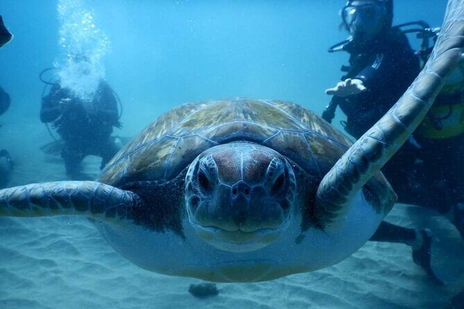 3 Wreck Dive Day in Zenobia and Elpida - What Makes This Tour Stand Out?