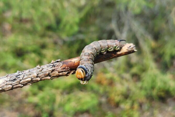 4-Day Small-Group Intermediate Survival Course in Södermanland - The Value of the Experience: What You Really Get