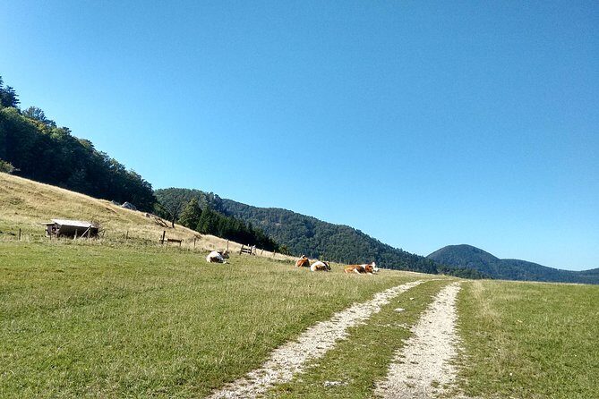 4-Hour Private Alpine Hiking Tour 'Matterhorn of the Prealps' - Who Should Consider This Tour?