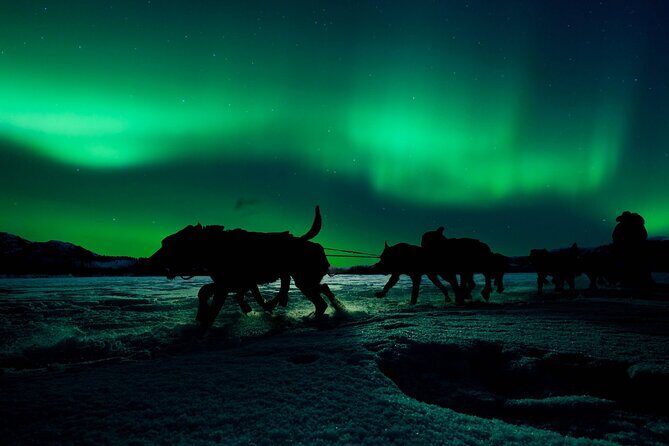 4hr Dog Sledding Tour under the Northern Lights - The Sum Up