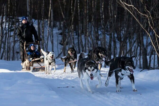 4hr Dog Sledding Trip in Gargia Valley - The Sledding Experience: Scenic, Fun, and Authentic