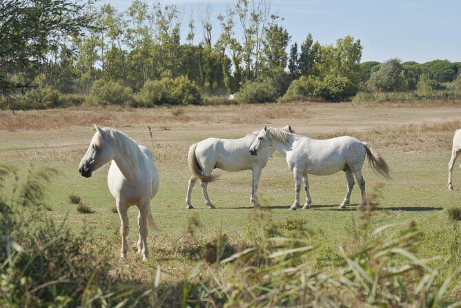 4x4 Camargue Safari 4h - Private Tour - Departure from Arles - Authentic Encounters & Insider Knowledge