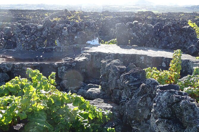 500 years of vines and 300,000 years of island, an infinite story - Who Will Love This Tour?