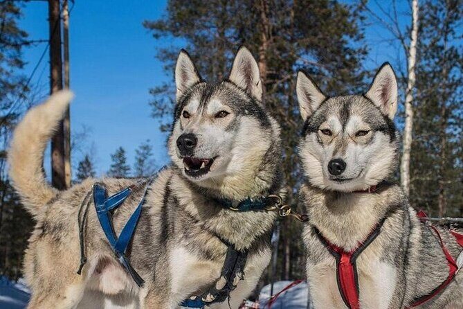 5KM Husky Sled Ride from Levi - The Experience of Driving Your Huskies