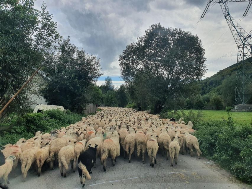 7h Dracula's Castle Private Tour from Bucharest - Fast Tour - Why This Tour Makes Sense