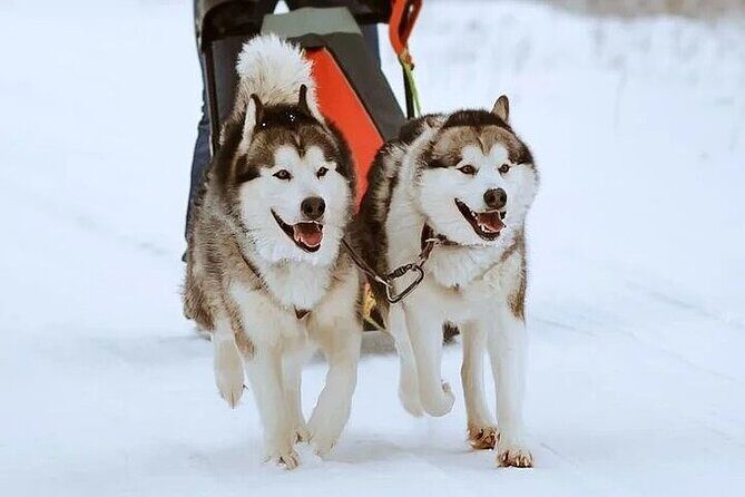 8-10km Husky Ride in the Taiga and Visit Other Farm Animals - The Farm Animals and Additional Highlights