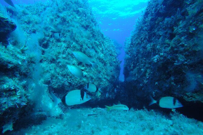 90-Minutes Glass Bottom Trip With Quick Dip - Who Is This Tour Best For?