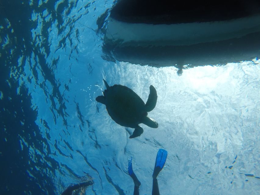 Abades: Tenerife Turtles and Rays Snorkeling Trip - FAQ
