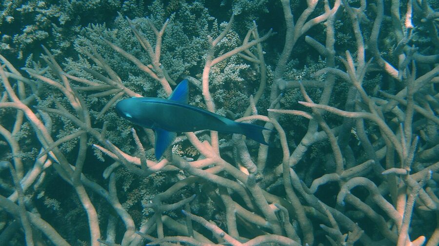 Aerial view of a coral bommie at Agincourt Reef