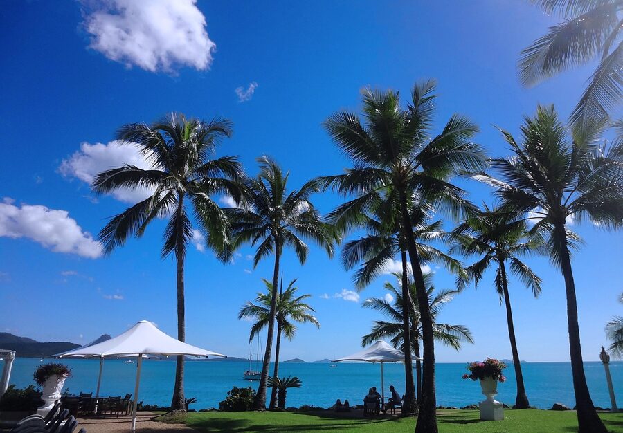 Airlie Beach coconut trees and Whitsunday water
