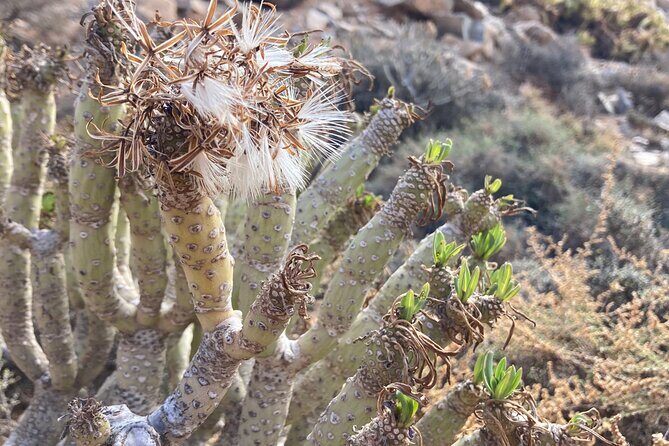 Ajuy and Las Peñitas : Hike to Legends and Wild West Coast - What Makes this Tour Special?
