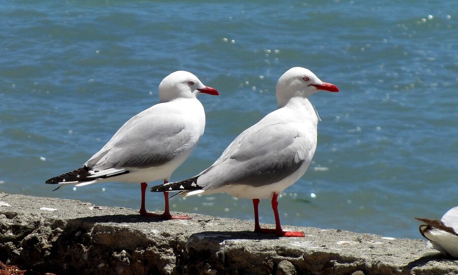 Akaroa seascape with sea gulls