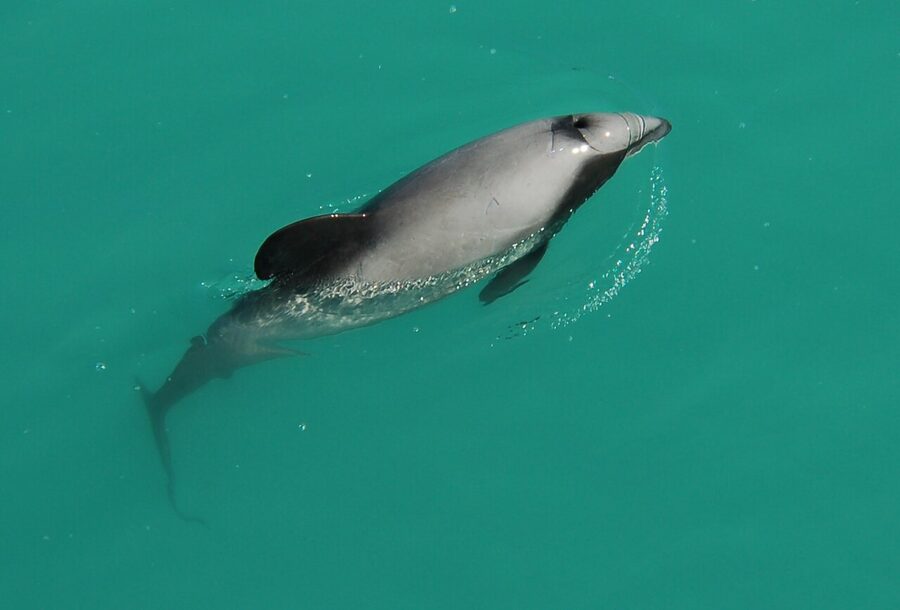 Hector's dolphin photographed near Akaroa