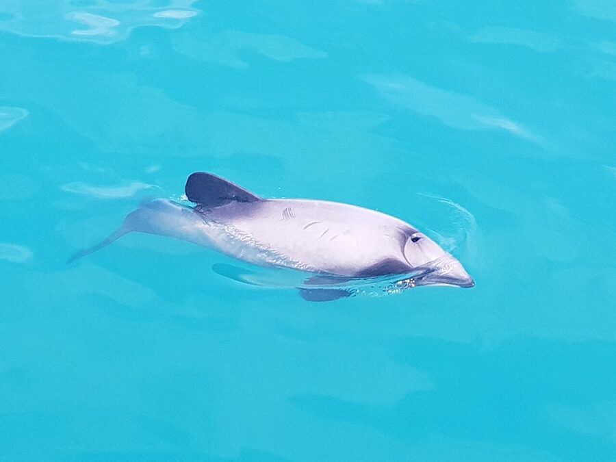 Hector's dolphin fin breaking the water