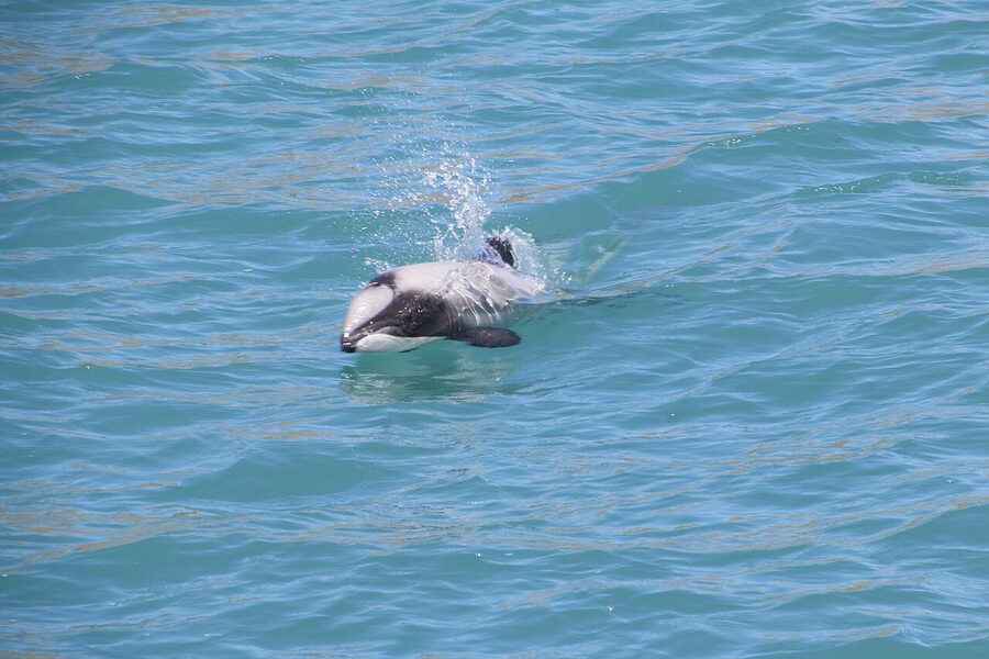 A small pod of Hector's dolphins