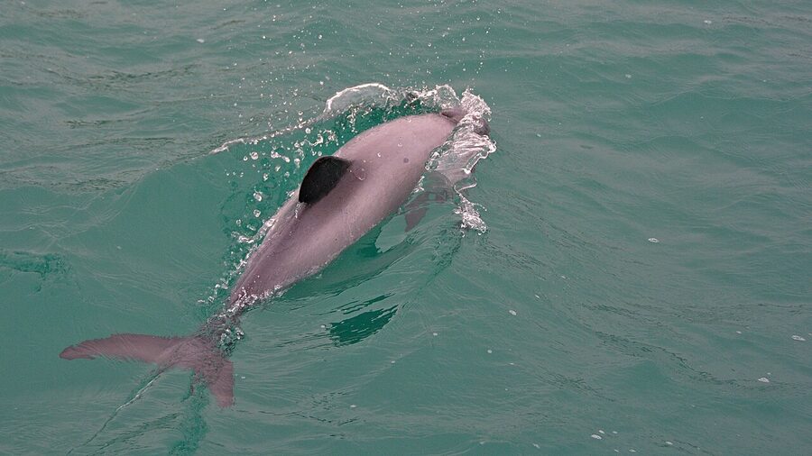 A Hector's dolphin breaching surface
