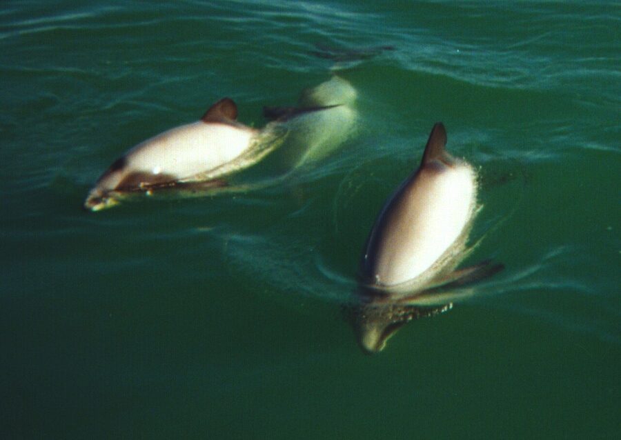 Hector's dolphins in a New Zealand bay