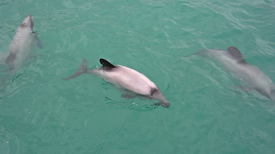 A pair of Hector's dolphins surfacing