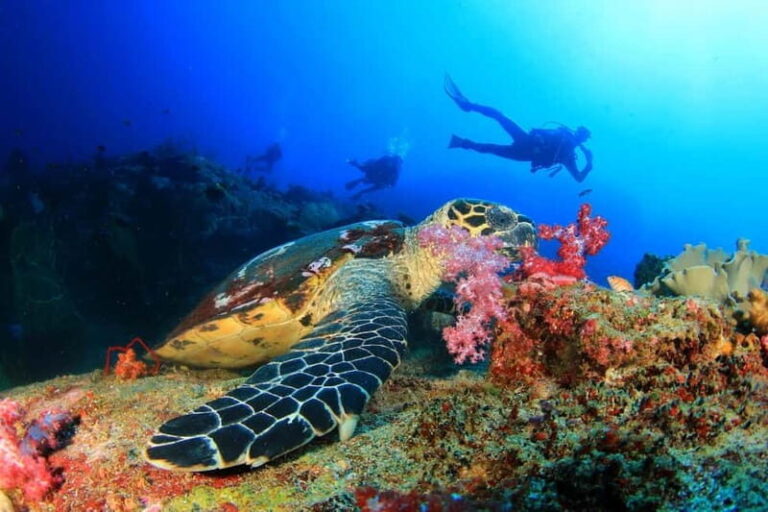 Alanya: Scuba Diving Tour Incl. Lunch with Hotel Transfer - The Value for Money