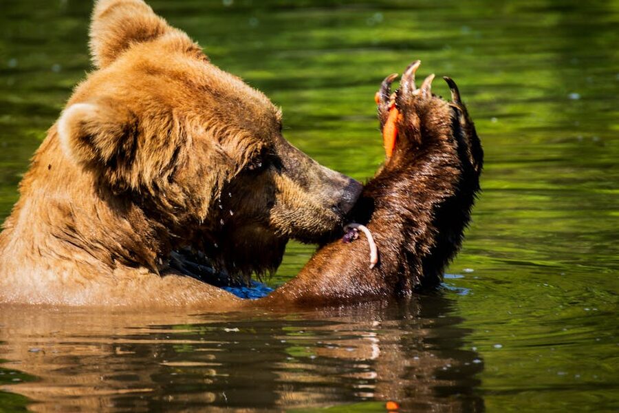 Alaska brown bear hunts salmon in a wild river
